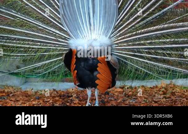 Rear view of male peacock with feathers fanned out. Back side of a ...