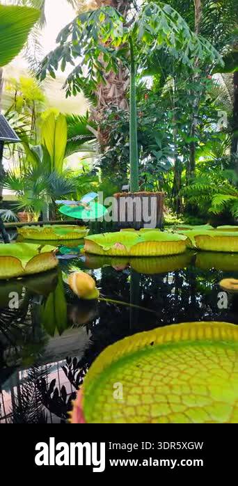 Giant water lilies alice in Stock Videos & Footage - HD and 4K Video ...