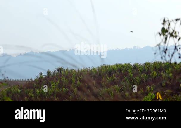 Lush green crop plantation growing on a sloping hillside with a bird ...