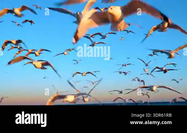 Large flock of seagulls flying over beach at sunset. Many seagulls in ...