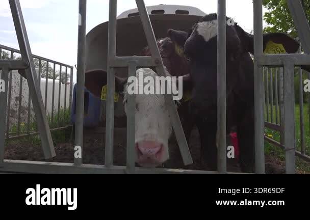 Calf barn, specialized cage for newborn calves on farm in Germany. Calf ...