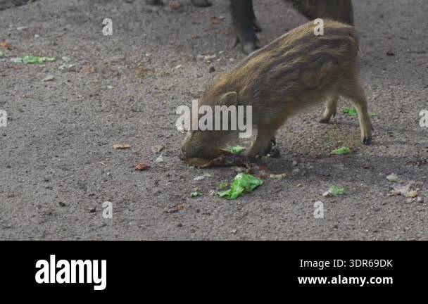 Wild boar sow and her young piglets feeding on fresh lettuce and ...