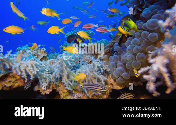 Underwater Marine Life Clownfish. Coral garden seascape. Blue water ...