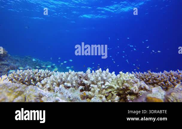 Blue Water Background and Coral. Underwater colourful sea fish ...