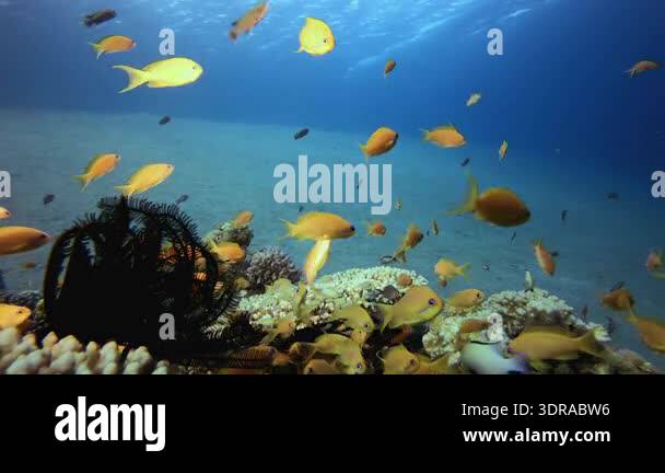 Blue Water Coral Reef Fish. Underwater colourful sea fish. Tropical ...