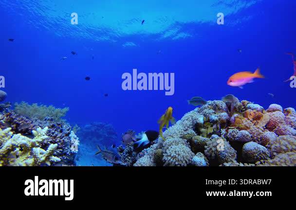 Beautiful Underwater Colourful Life. Underwater colourful sea fish ...