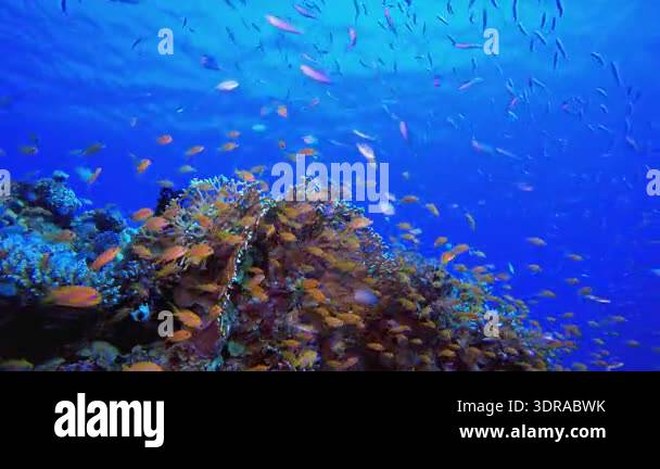 Blue Sea Water and Tropical Fish. Underwater colourful sea fish ...