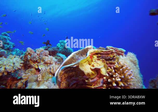 Blue Sea Clam Shell. Underwater colourful sea fish. Tropical reef ...