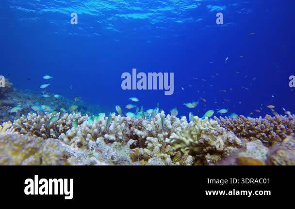 Beautiful Underwater Colourful Life. Underwater colourful sea fish ...