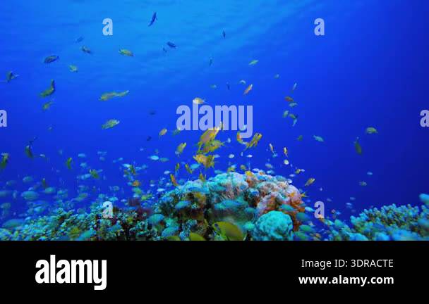 Tropical Blue Water Colourful Fishes. Tropical underwater sea fish ...