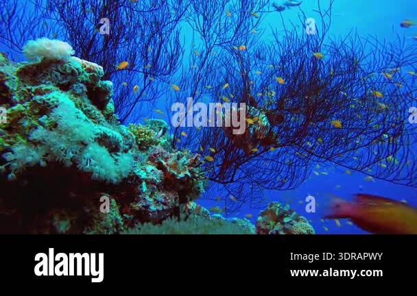 Tropical Coral Underwater Garden Life. Underwater colourful sea fish ...