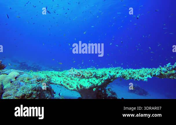 Tropical Coral Garden Underwater Life. Underwater colourful sea fish ...