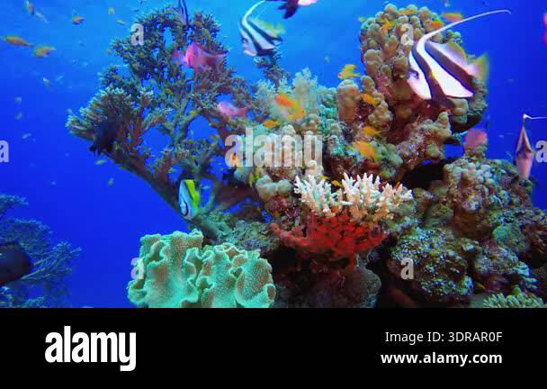 Tropical Seascape Coral Reef Marine. Underwater colourful sea fish ...