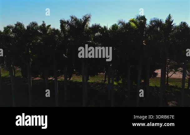 Silhouette palm tree canopy with long shadows over green grass and blue ...