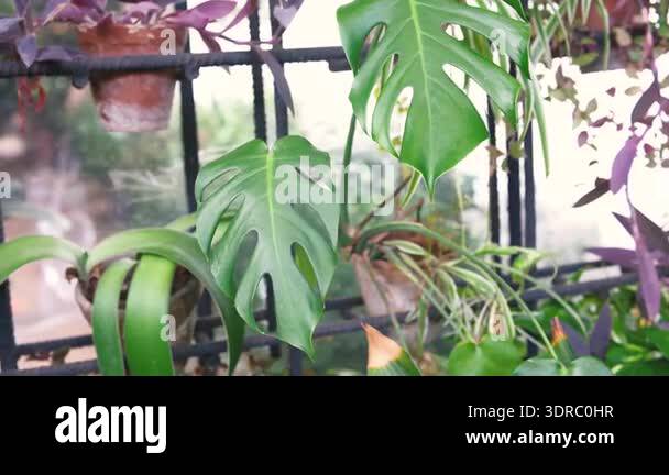 Monstera plant leaves on balcony with other green plants and purple ...