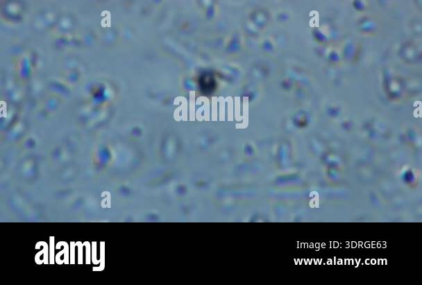 real-time footage of protozoa, ciliates, and microfauna moving in ...