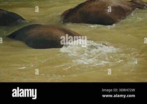 Asian elephants diving and swimming together in muddy river water ...