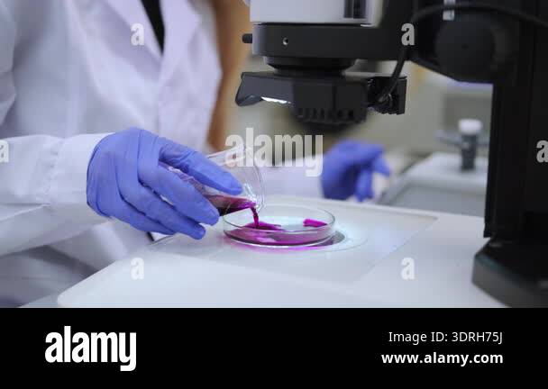 Woman in white coat preparing agar plate for microscopic examination ...