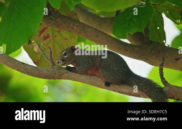 Tropical squirrel resting on tree branch among green leaves with soft ...