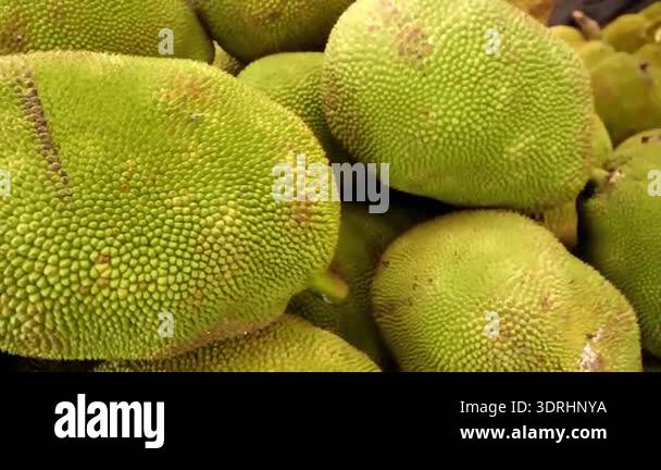 Fresh tropical jackfruit displayed whole, showcasing its large size ...