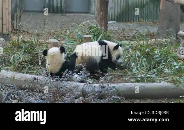 Giant pandas walking and eating bamboo leaves at Chengdu Research Base ...