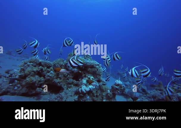 Marine Life Coral Bannerfish. Coral garden seascape. Blue water ...