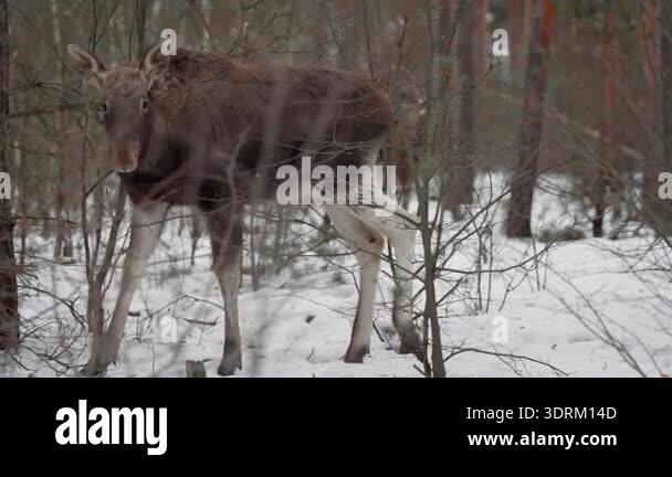 Wild young moose or elk calf walks among pine trees in cold snowy ...