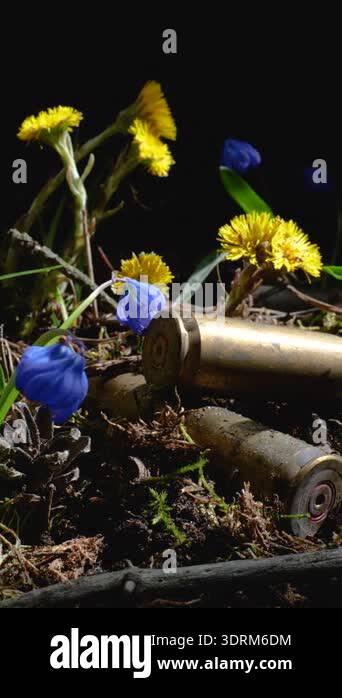 Spent shotgun shells among spring forest flowers macro, Symbolic ...