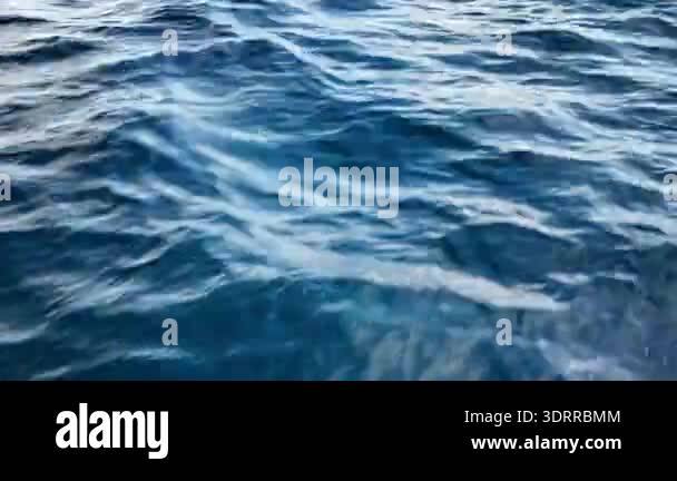 Dolphin swimming through the deep blue ocean with ripples of waves ...