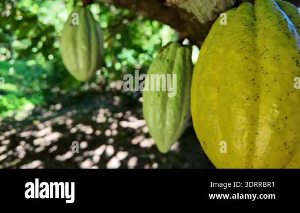 Cacao pods at varying ripeness on a sunlit branch in a Caribbean ...