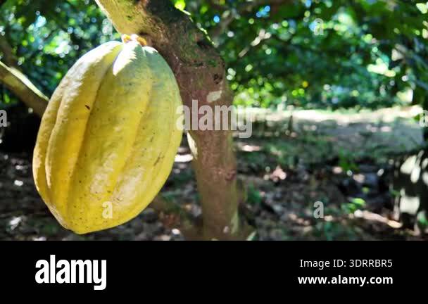 Cacao farming process Stock Videos & Footage - HD and 4K Video Clips ...
