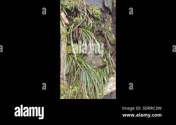 Vertical footage ofthe long greenery shoestring fern sprouting from the ...