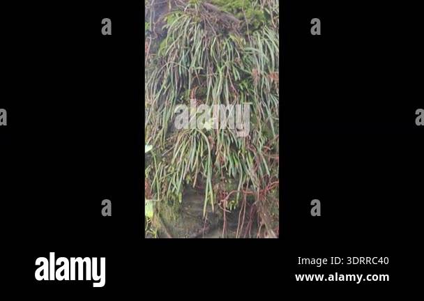 Vertical footage ofthe long greenery shoestring fern sprouting from the ...