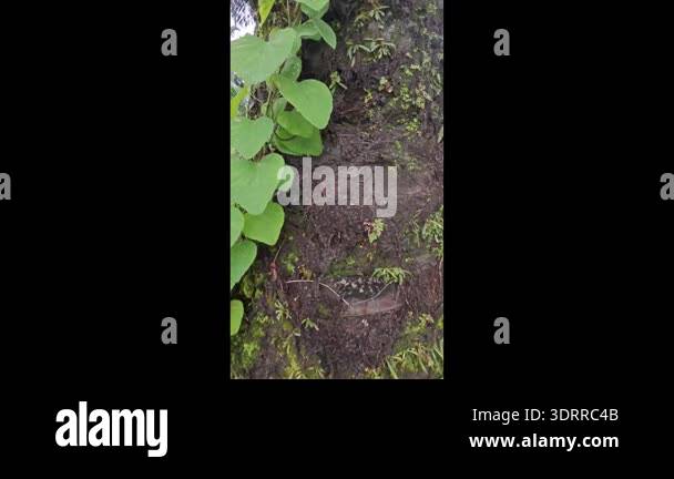 Vertical footage ofthe long greenery shoestring fern sprouting from the ...