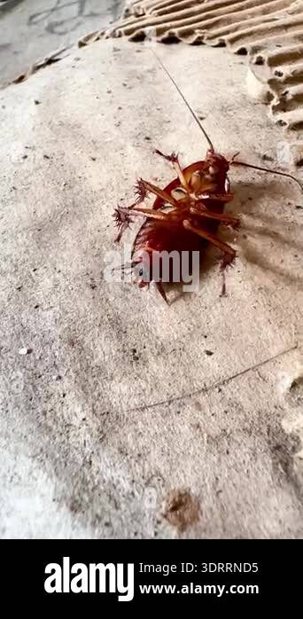 Close-up of a dead brown cockroach lying on its back on a dusty floor ...