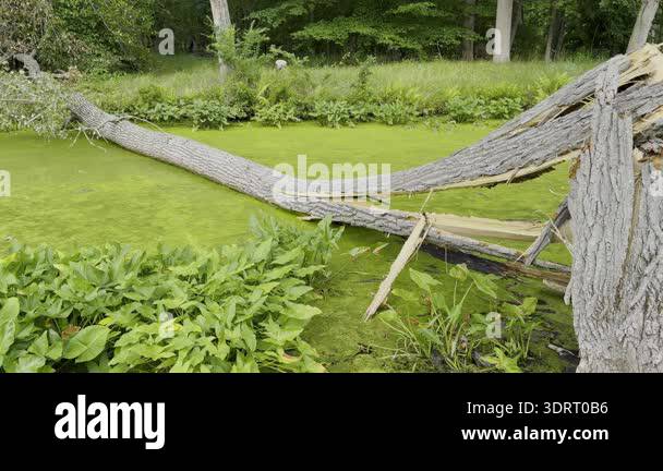A fallen hardwood tree lies across a river, where a widespread algae ...