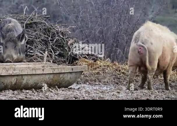 a dynamic interaction between a wild boar and a large pink domestic pig ...