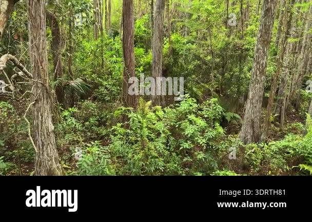 A dense forest of tall trees and thick green undergrowth fills a ...