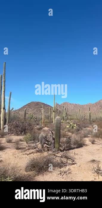 This vertical slow pan reveals the Sonoran Desert landscape of Saguaro ...