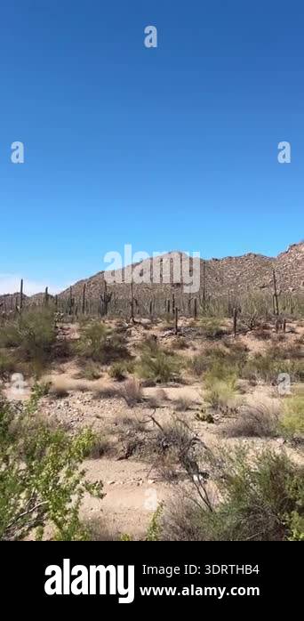 This vertical slow pan shot reveals the Sonoran Desert landscape ...