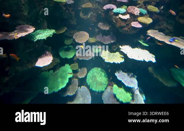 Vibrant underwater scene featuring colorful plate corals and tropical ...