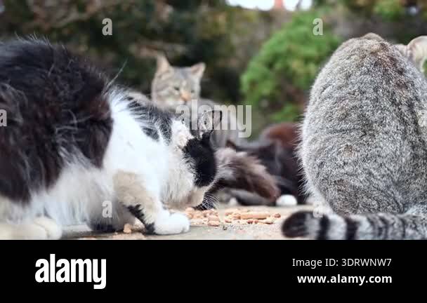 stray cats competing and arguing while being fed in an urban cat colony ...