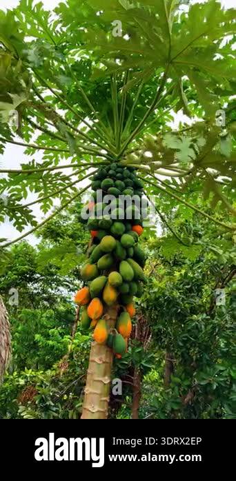 Large cluster of green and ripening papayas on a tree. Low angle view ...