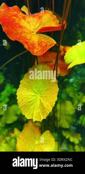 Underwater lily pads and stems in clear green water. Wide underwater ...