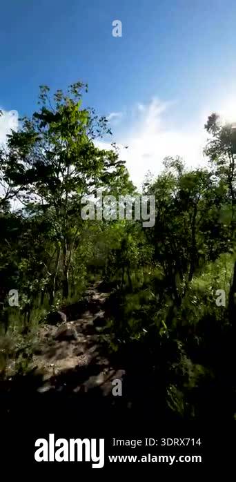 Nature, vegetation, flora, waterfalls, Cerrado of Gois, Brazil, ecology ...