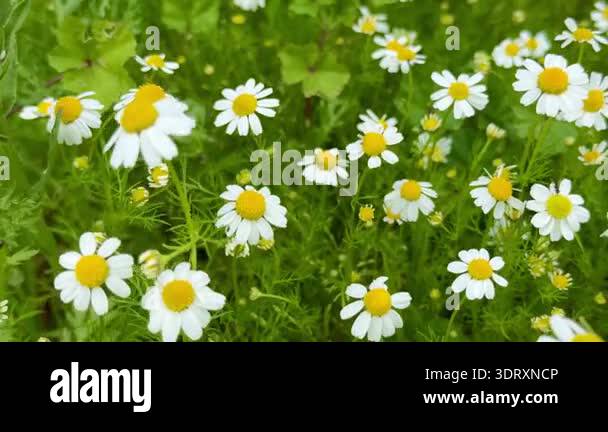 Field of chamomile flowers in bloom. Chamomiles decorate the landscapes ...