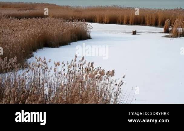 Real Time Landscape of Frozen Wetland with Golden Reeds in Winter. Icy ...