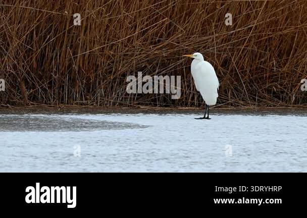 Real Time Great Egret Landing on Frozen Wetland Near Lake Neuchtel in ...