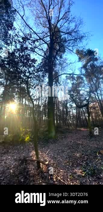 Calm woods bathed in sunlight, Peaceful woodland environment filled ...