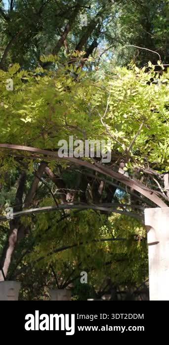 Daytime view of a lush green archway in Kings Garden beside Almudaina ...